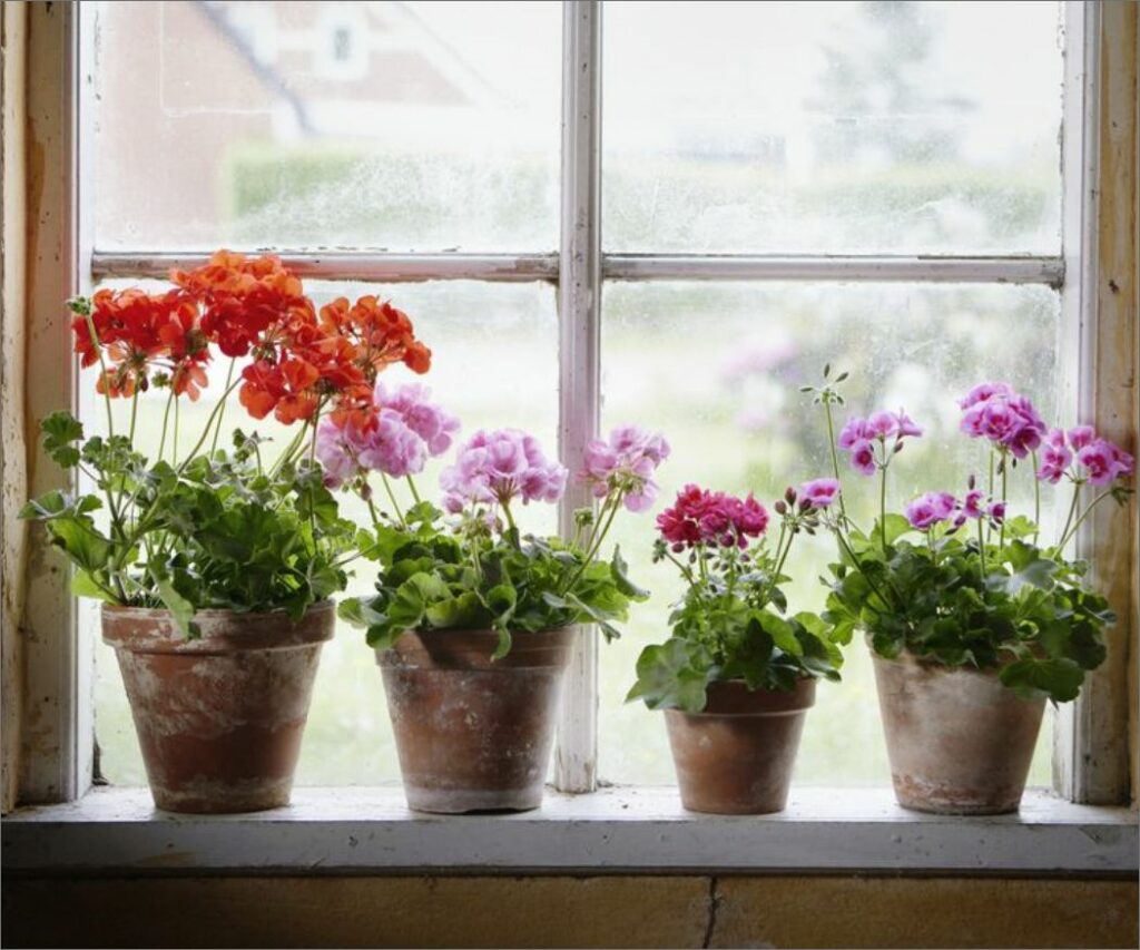 Geranium care: 7 golden rules for maximum flower power › My Geranium