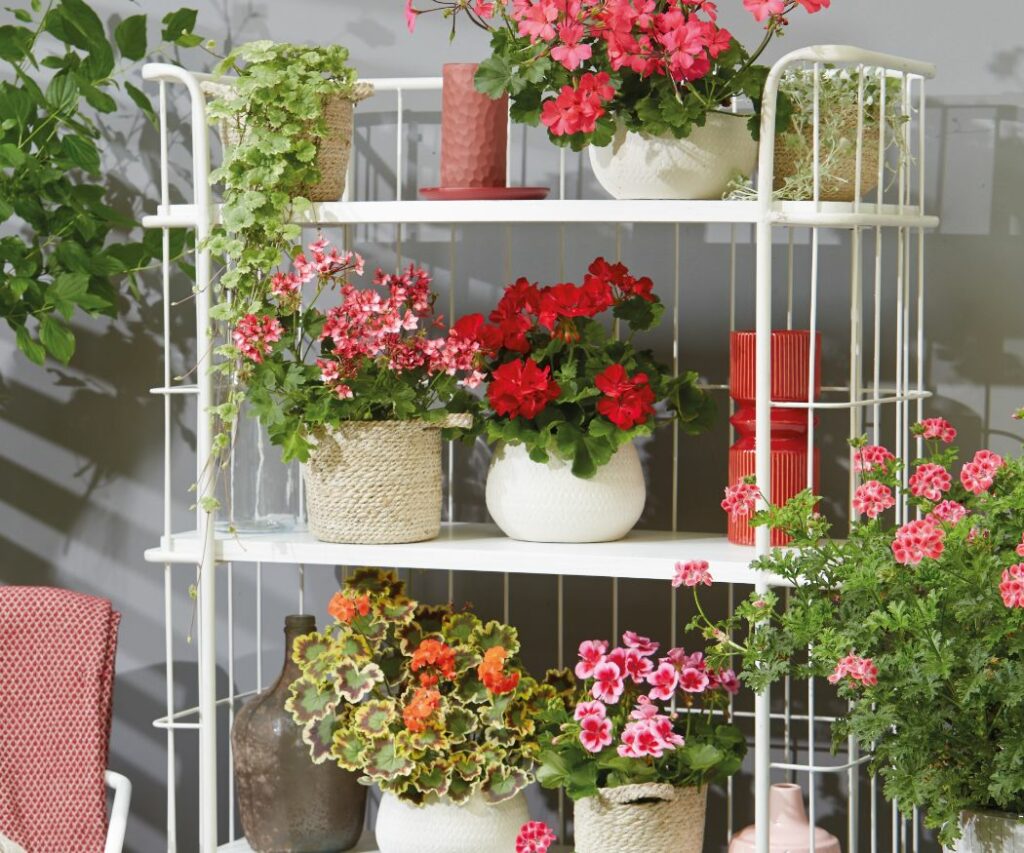 Geranium care: 5 tips that will make your balcony bloom effortlessly ...