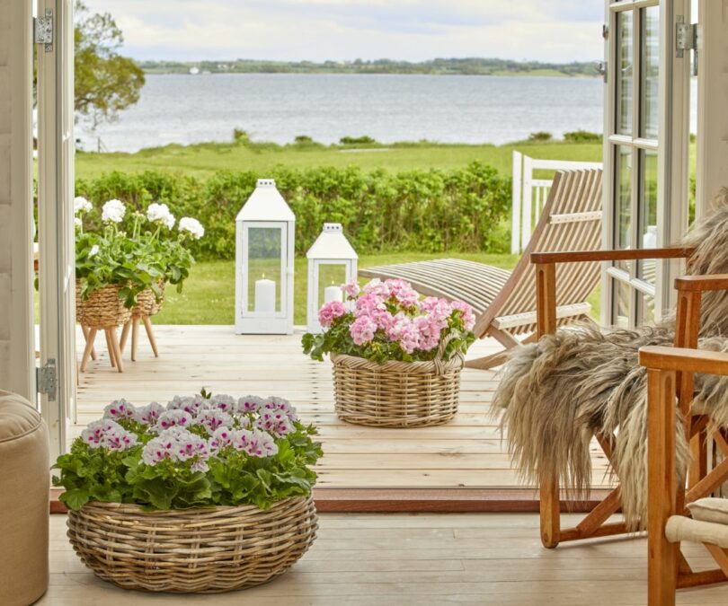 Geraniums too wet? Here’s how you save your flowers › My Geranium