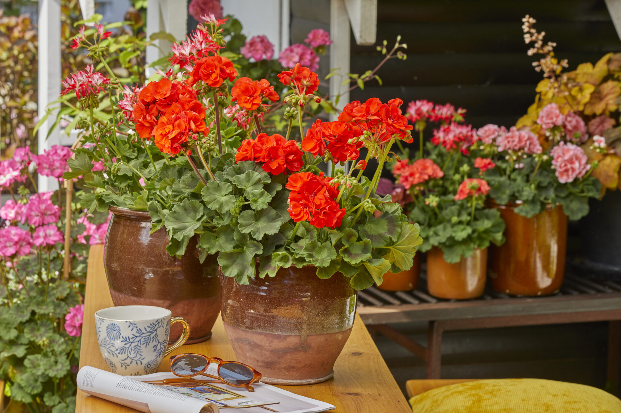 Watering geraniums: Everything you need to know › My Geranium
