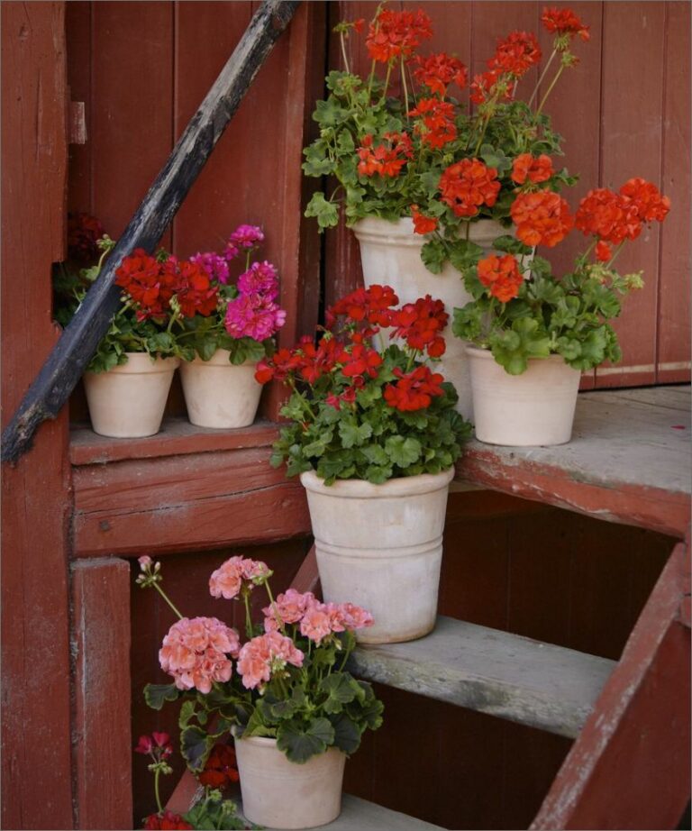Low-maintenance balcony plants: Geraniums in partial shade › My Geranium