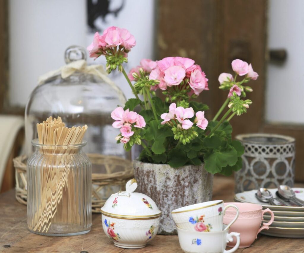 How the geranium came to Europe › My Geranium