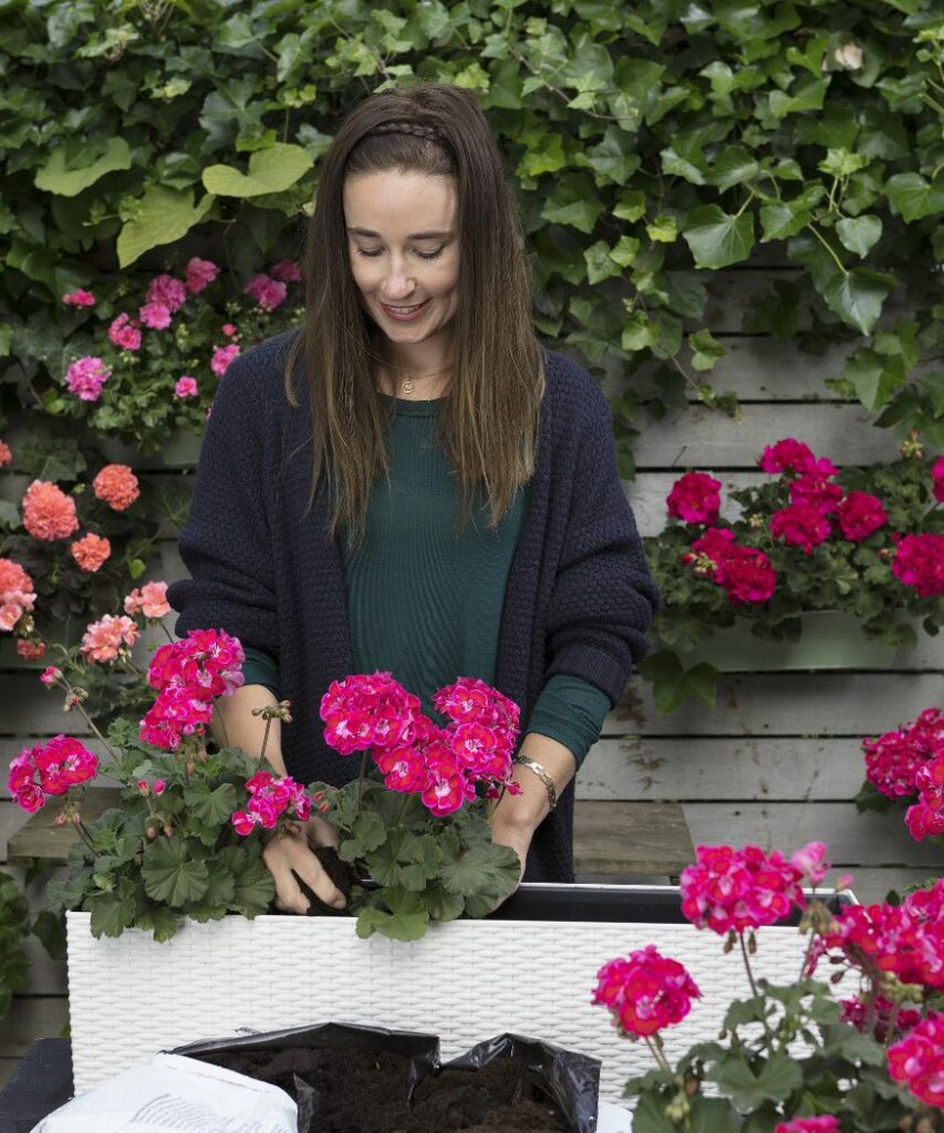 Planting geraniums: Instructions for beginners and advanced gardeners ...