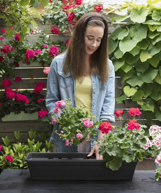 Planting geraniums: Instructions for beginners and advanced gardeners ...
