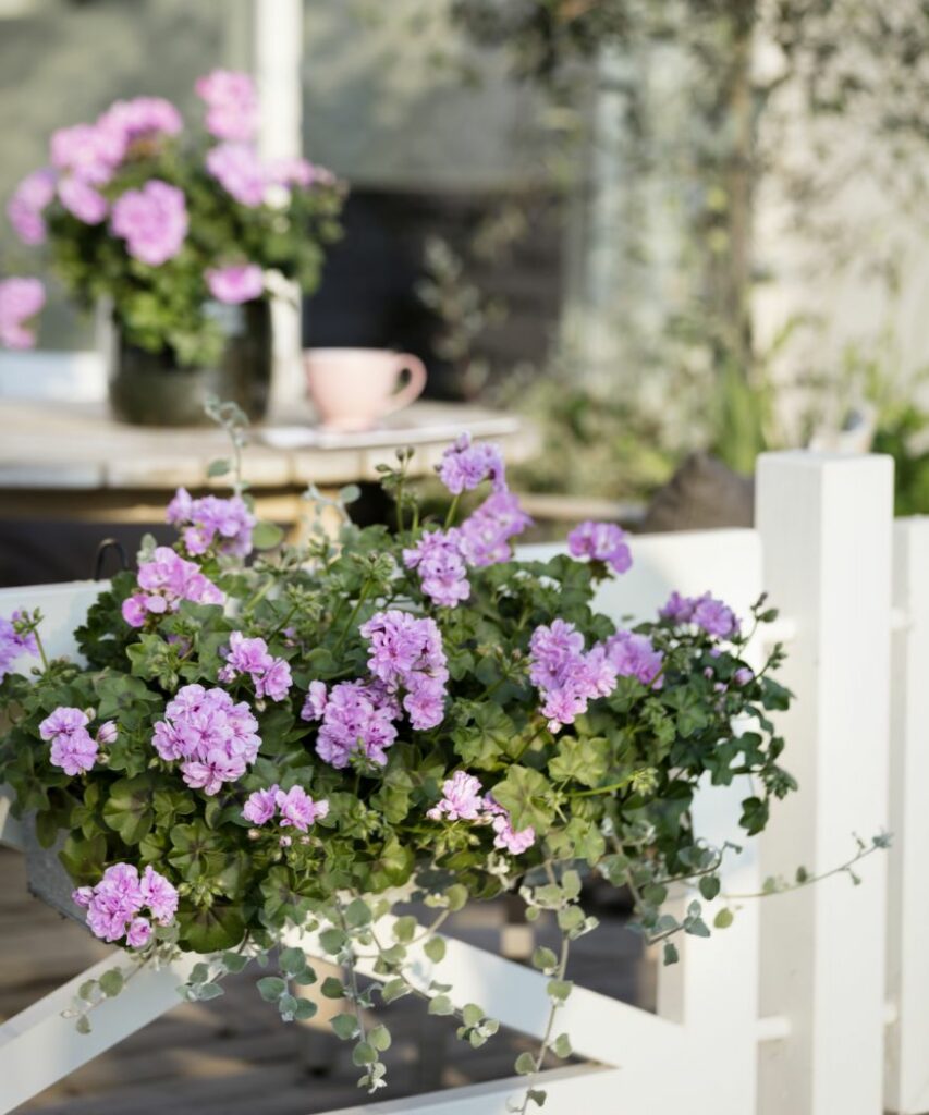 The world of geraniums: their varieties and uses › My Geranium
