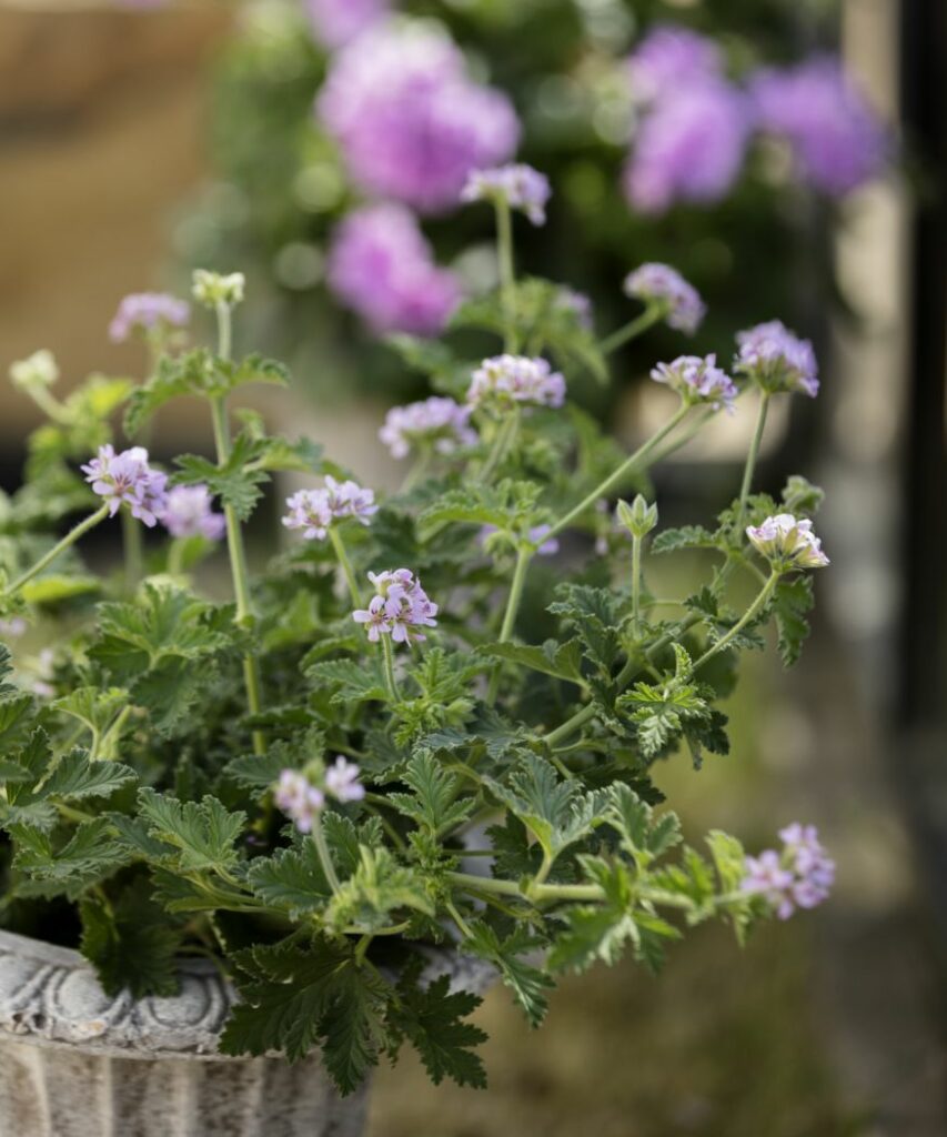 The world of geraniums: their varieties and uses › My Geranium