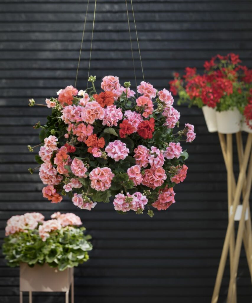 Planting geraniums: Instructions for beginners and advanced gardeners ...