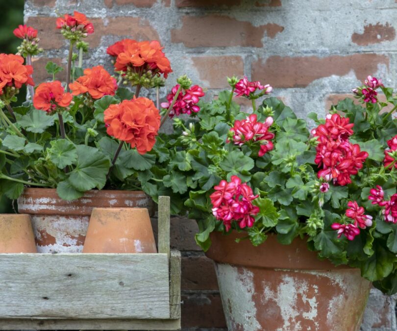 7 ways to protect geraniums from frost and cold › My Geranium