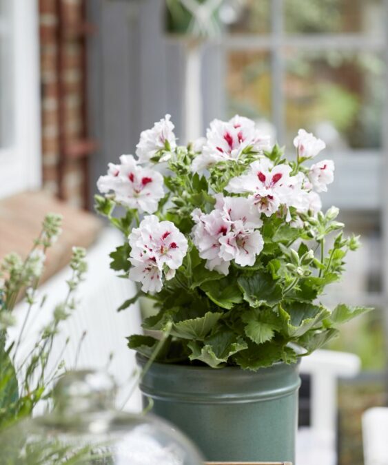 The world of geraniums: their varieties and uses › My Geranium