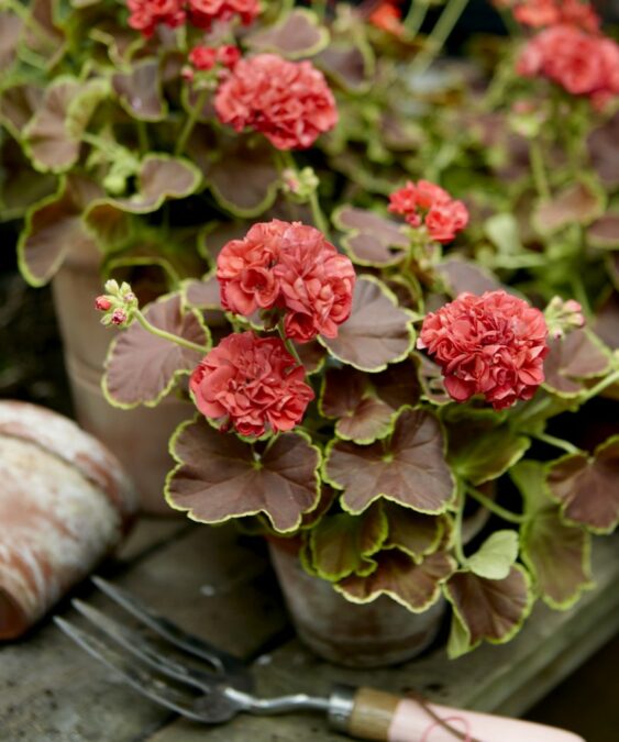 The world of geraniums: their varieties and uses › My Geranium