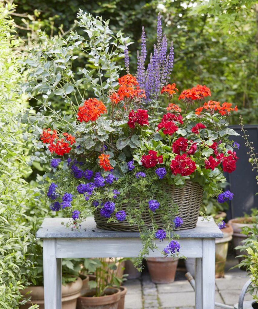 Planting geraniums: Instructions for beginners and advanced gardeners ...