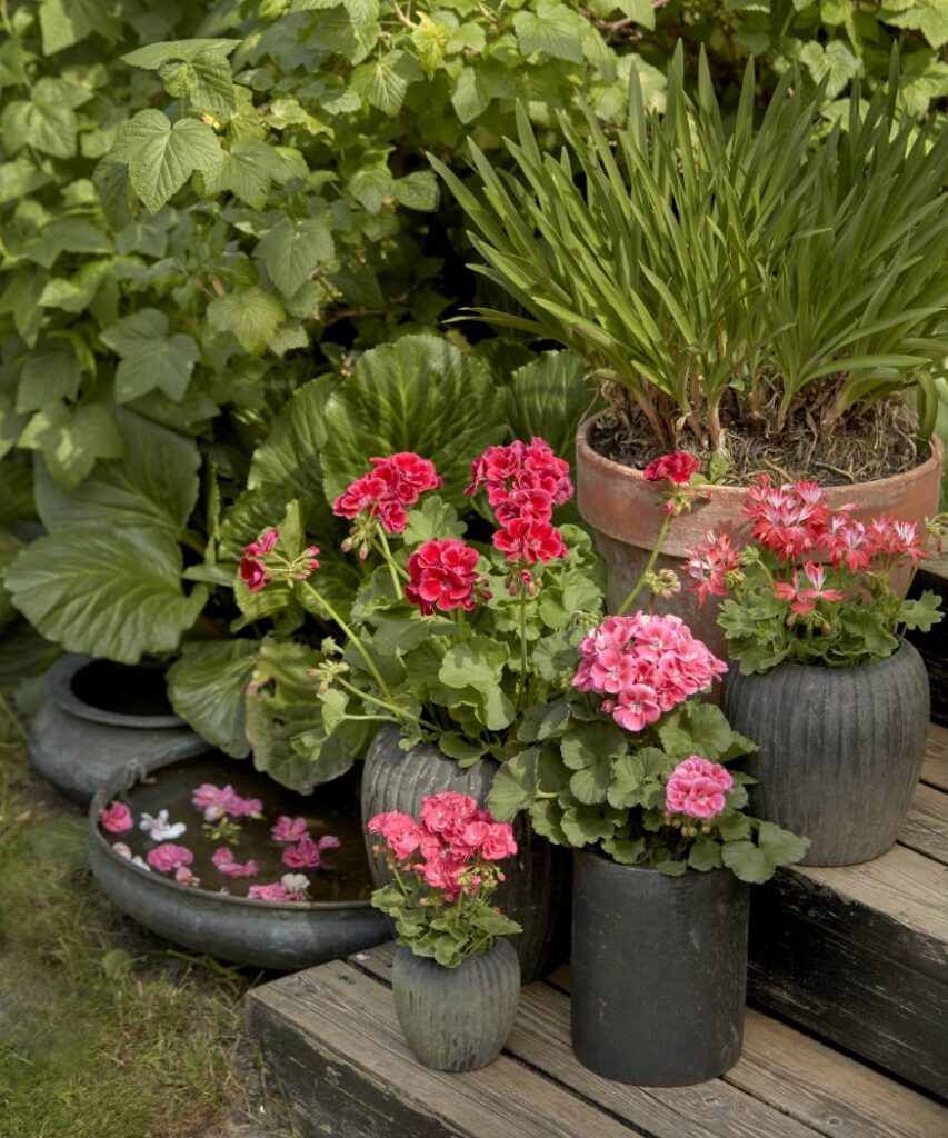 The world of geraniums: their varieties and uses › My Geranium