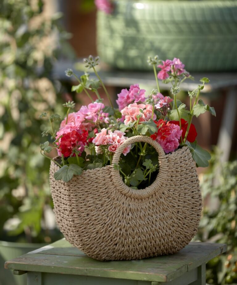 When to plant geraniums: When the frosts have passed, the flowers come ...