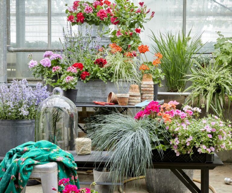 Step by step: Planting a balcony with geraniums for beginners › My Geranium