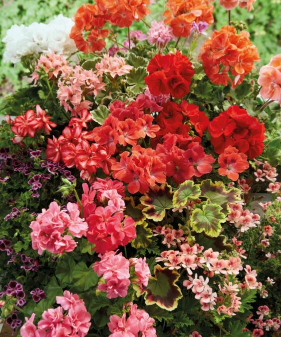The world of geraniums: their varieties and uses › My Geranium