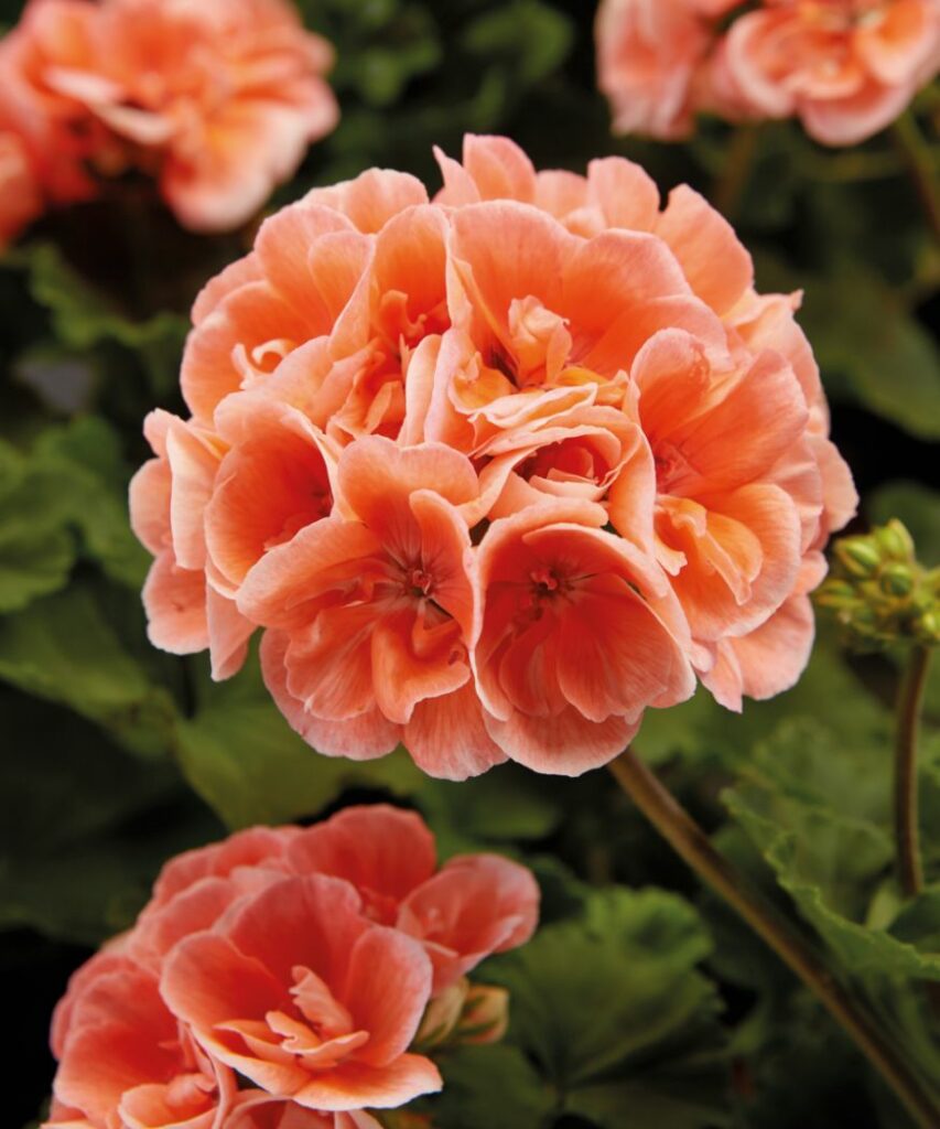 Pelargonium types made simple: how to choose the perfect plants for ...