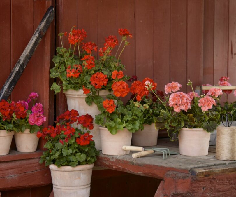 Geraniums not flowering: the 4 most common reasons and solutions! › My ...