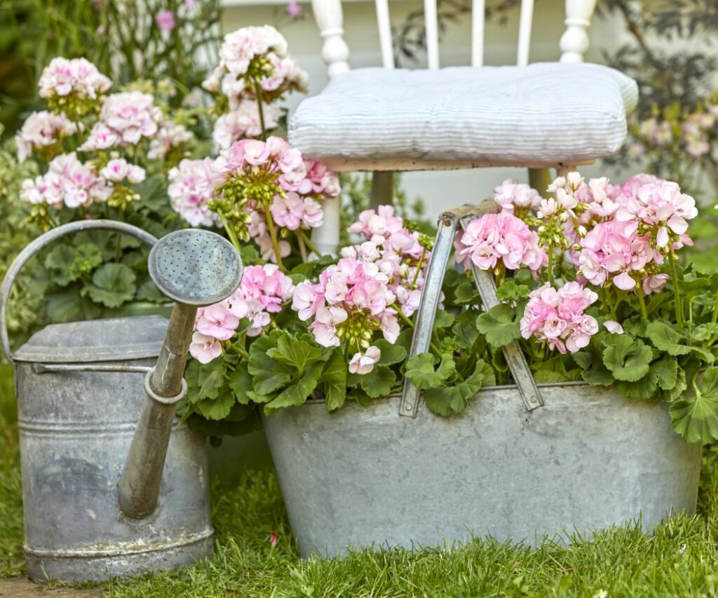 Did you know…? Seven fun facts about geraniums › My Geranium