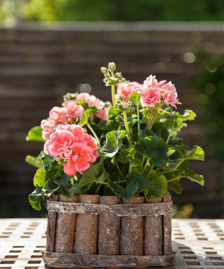 Tips for renewed flowering vigour. How to get geraniums back on top ...