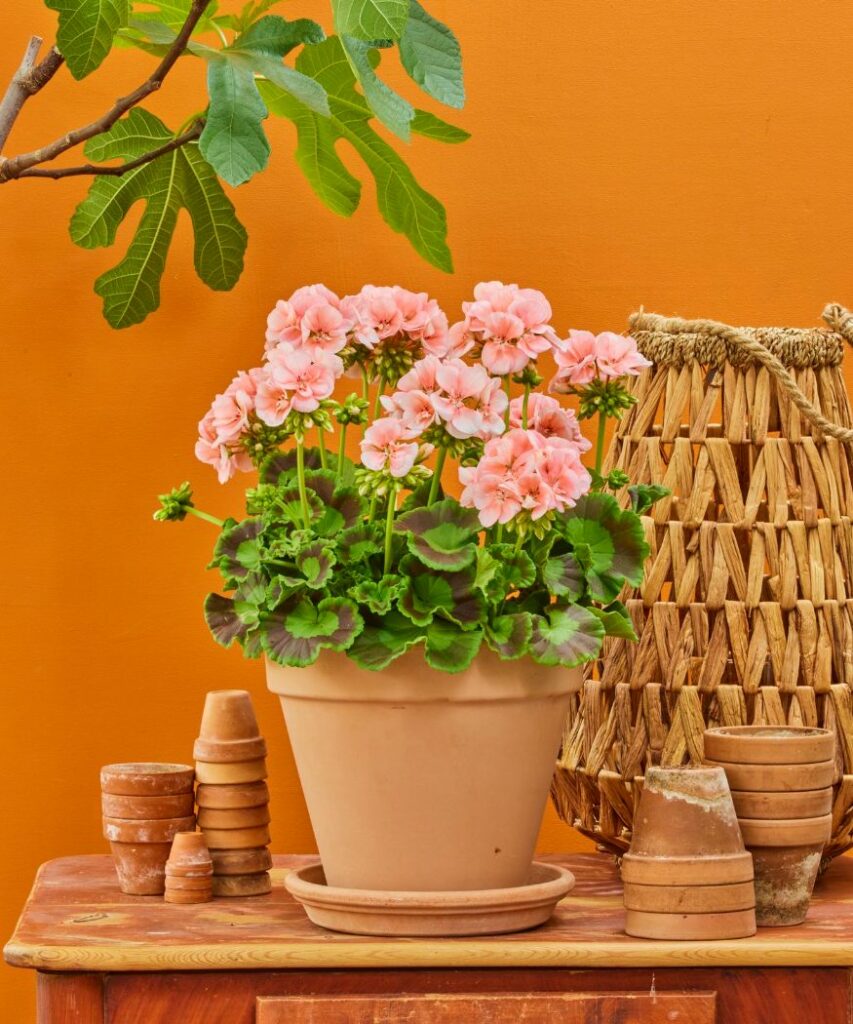 Tips for renewed flowering vigour. How to get geraniums back on top ...