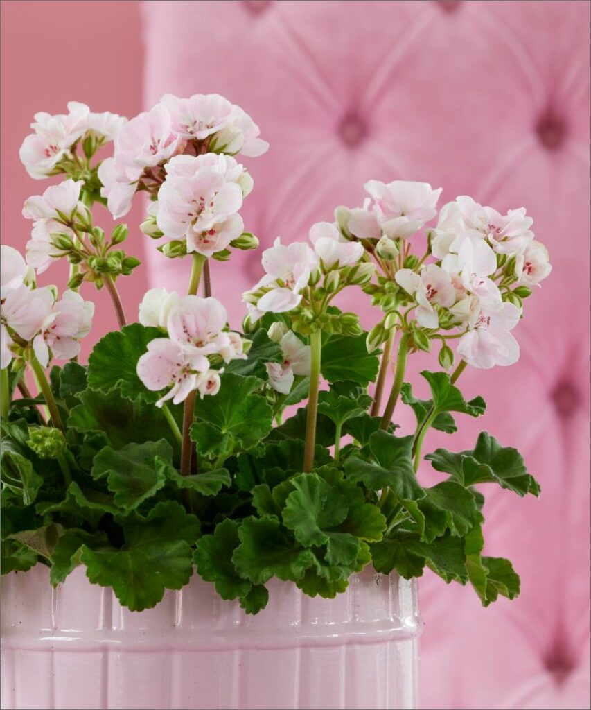 Tips for renewed flowering vigour. How to get geraniums back on top ...