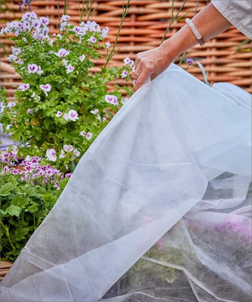 7 ways to protect geraniums from frost and cold › My Geranium