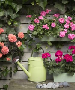 Geraniums not flowering: the 4 most common reasons and solutions! › My ...