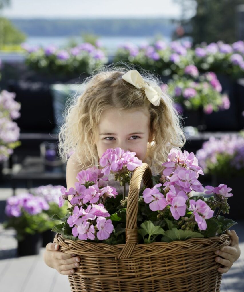 Four things that geraniums do not like at all › My Geranium