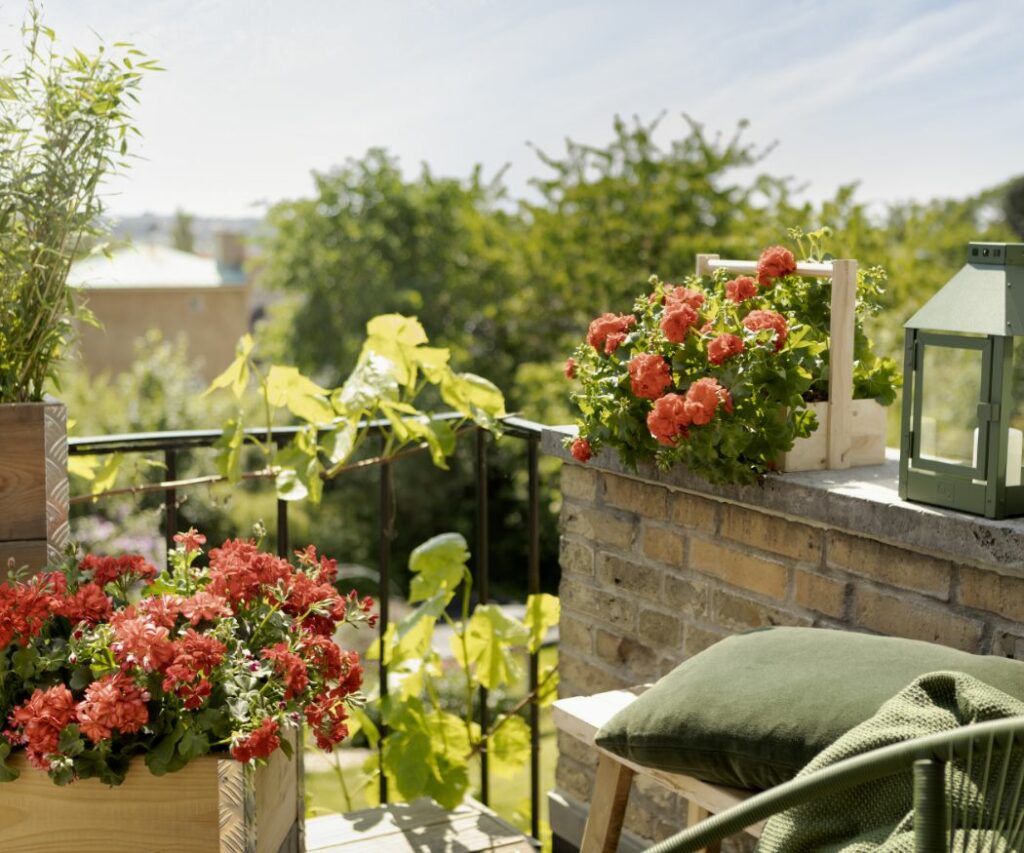 Geraniums not flowering: the 4 most common reasons and solutions! › My ...