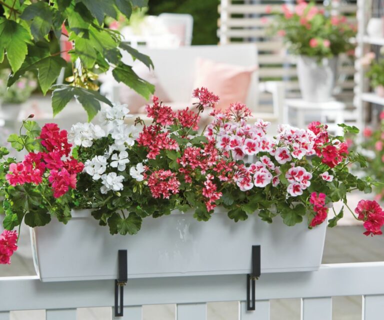 Watering geraniums: Everything you need to know › My Geranium