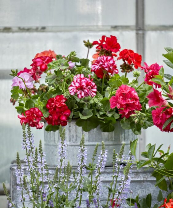 Watering geraniums: Everything you need to know › My Geranium