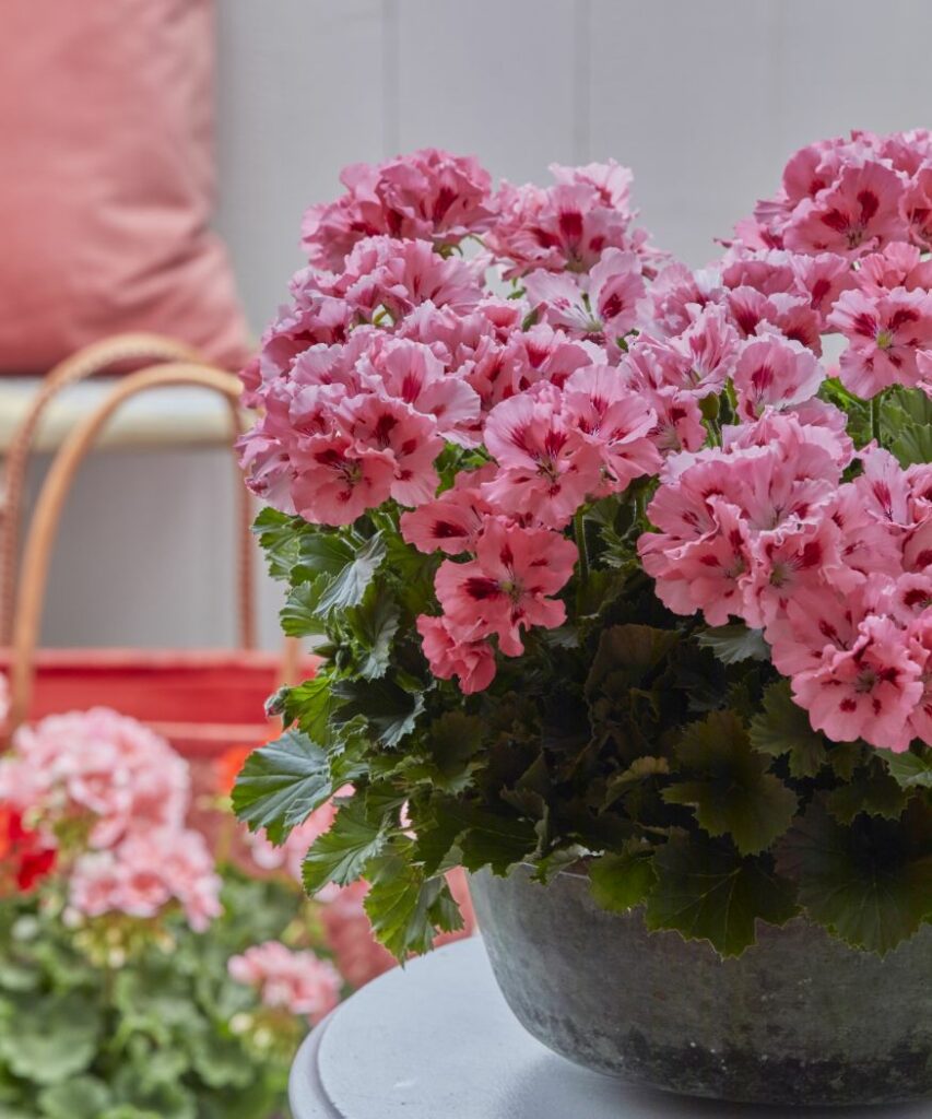 It’s possible to plant geraniums in partial shade! › My Geranium