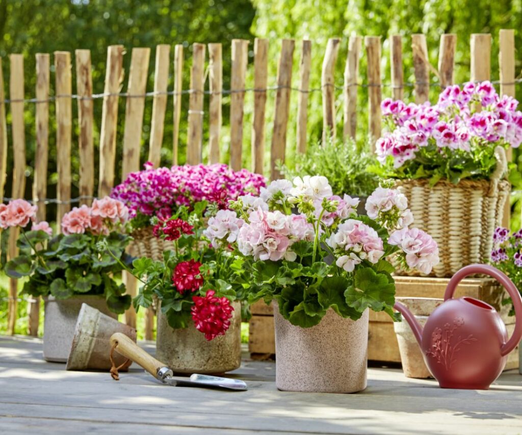 Geraniums not flowering: the 4 most common reasons and solutions! › My ...