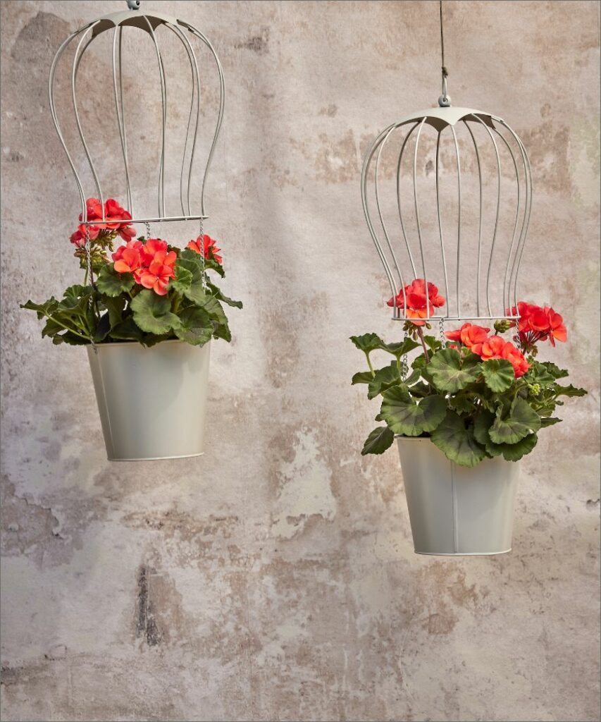 Flower power at eye level. DIY geranium hanging baskets › My Geranium