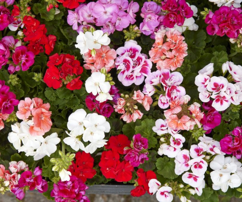 Colourful and diverse. Decorative ideas with cut geraniums › My Geranium