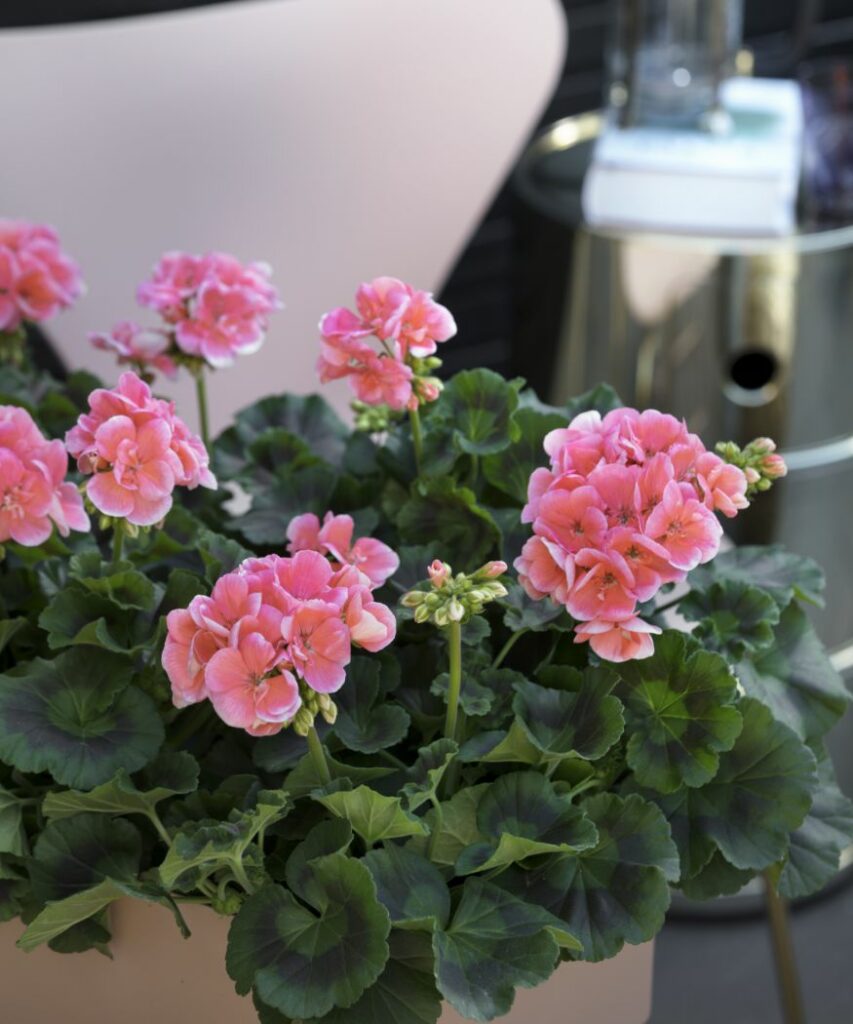 Geranium care: 7 golden rules for maximum flower power › My Geranium
