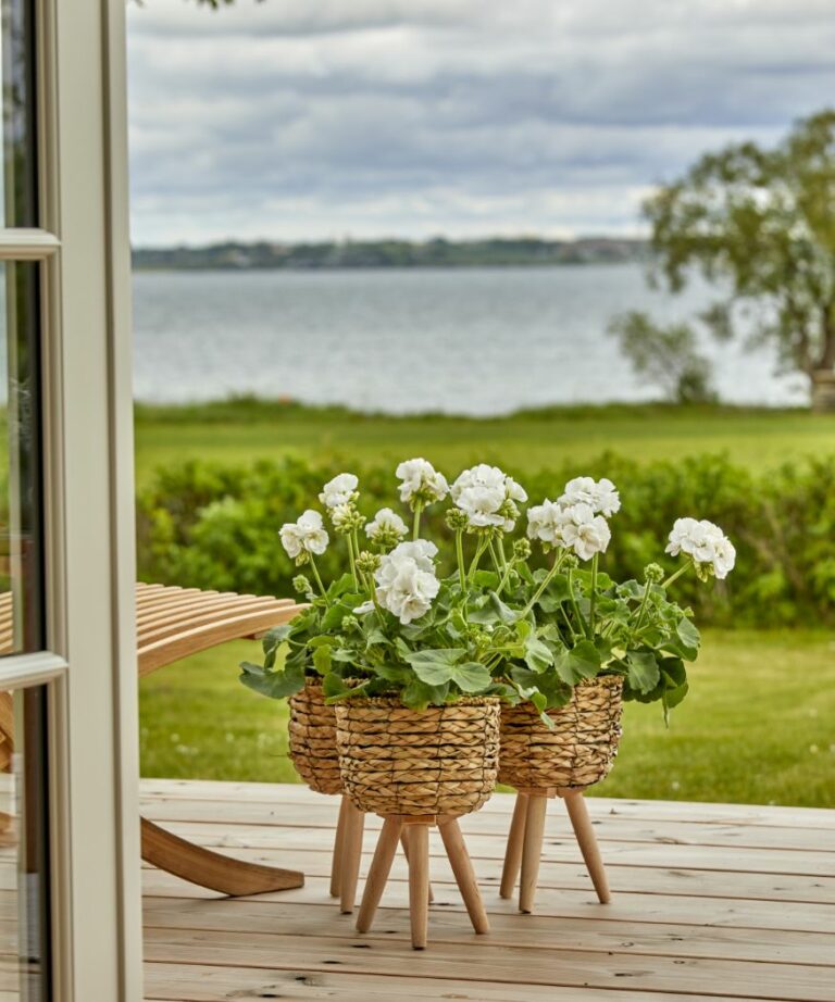 Geranium care: 7 golden rules for maximum flower power › My Geranium