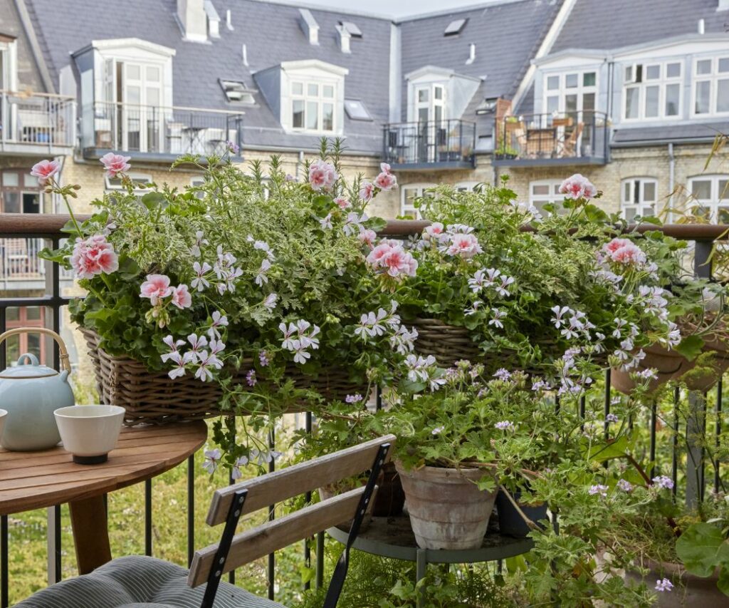 Low-maintenance balcony plants: Geraniums in partial shade › My Geranium