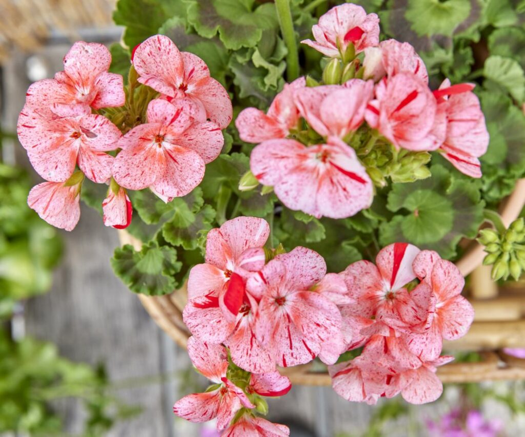 Watering geraniums: Everything you need to know › My Geranium