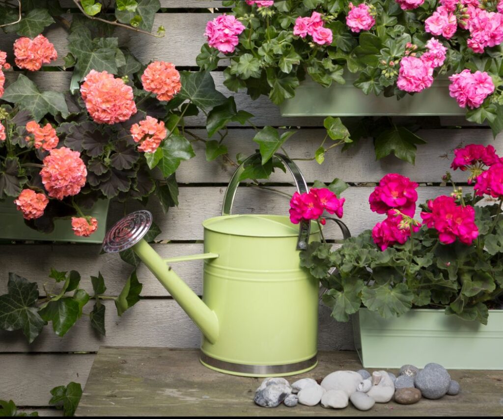 Watering geraniums: Everything you need to know › My Geranium