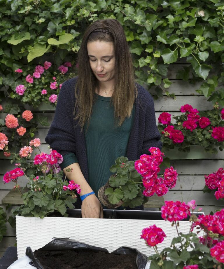 Step by step: Planting a balcony with geraniums for beginners › My Geranium