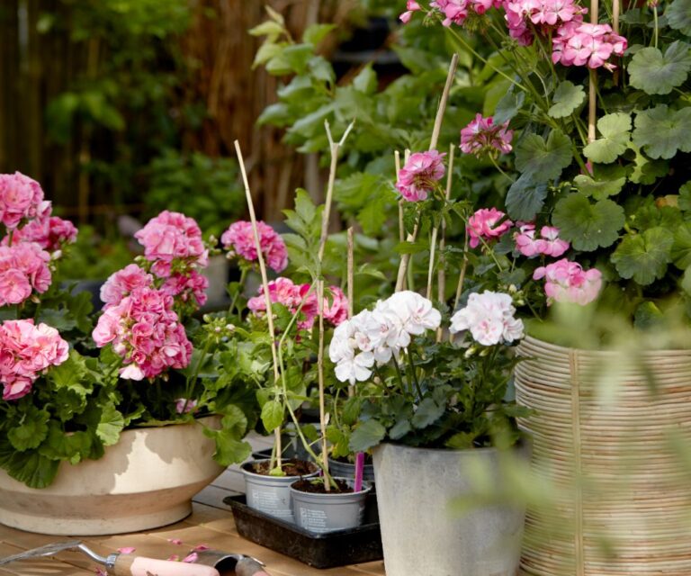 When to plant geraniums: When the frosts have passed, the flowers come ...