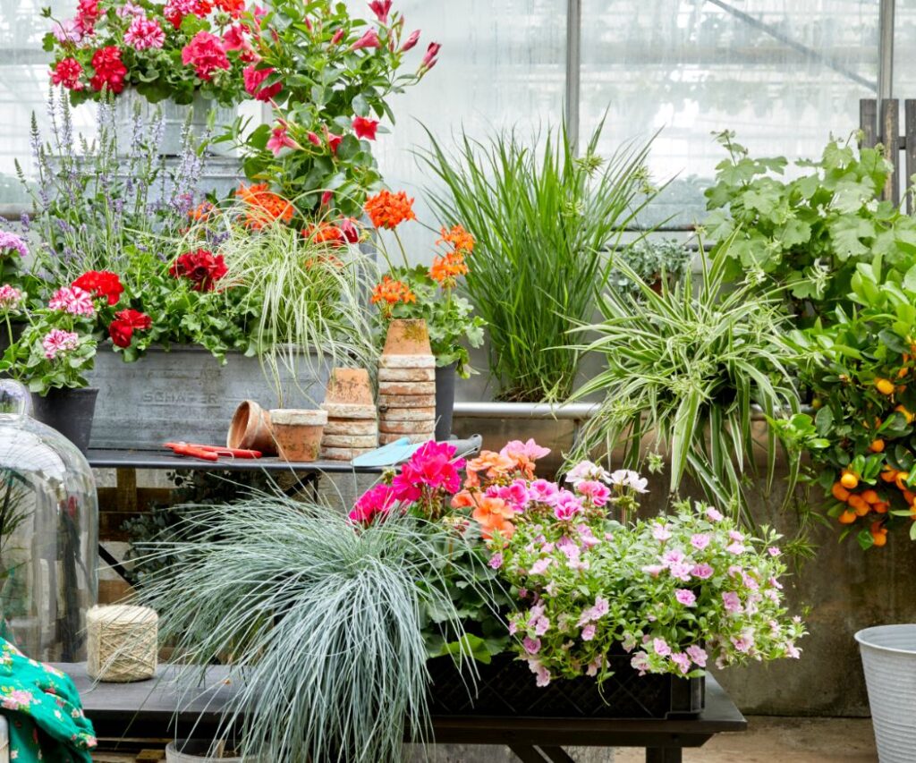 Step by step: Planting a balcony with geraniums for beginners › My Geranium