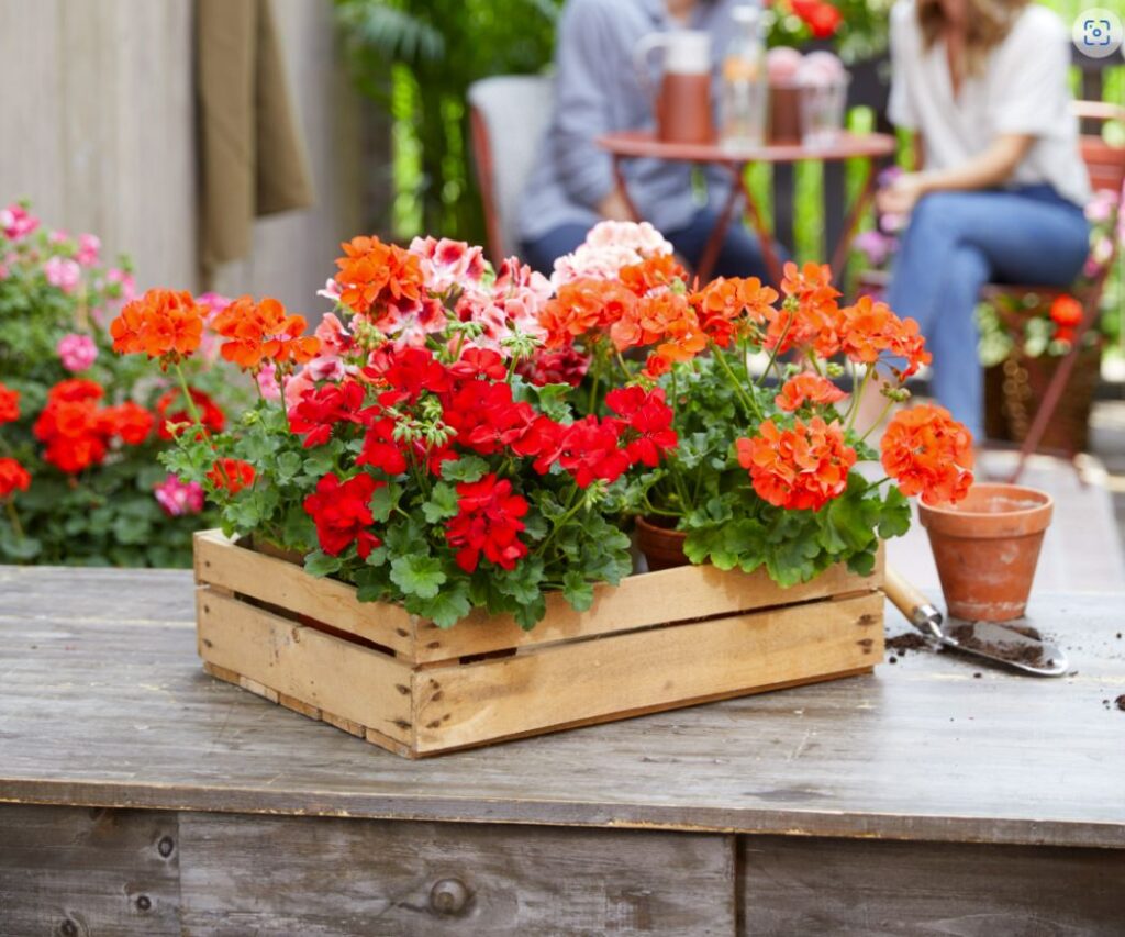 Buying geraniums: the ultimate checklist for the best quality › My Geranium
