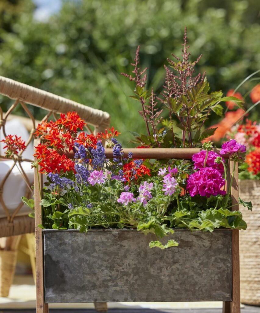Step by step: Planting a balcony with geraniums for beginners › My Geranium