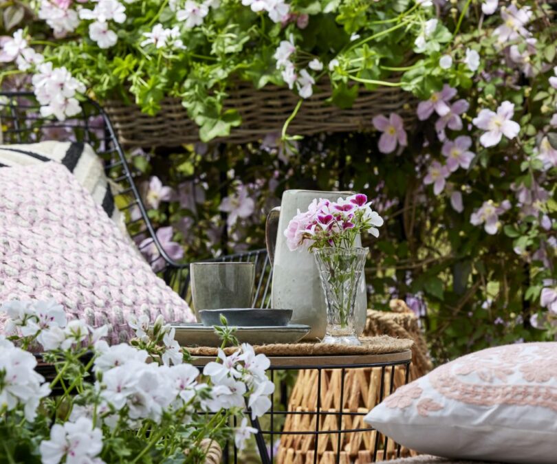 Step by step: Planting a balcony with geraniums for beginners › My Geranium