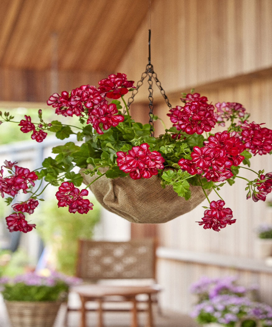 Geraniums in hanging baskets – planting tips for beginners › My Geranium