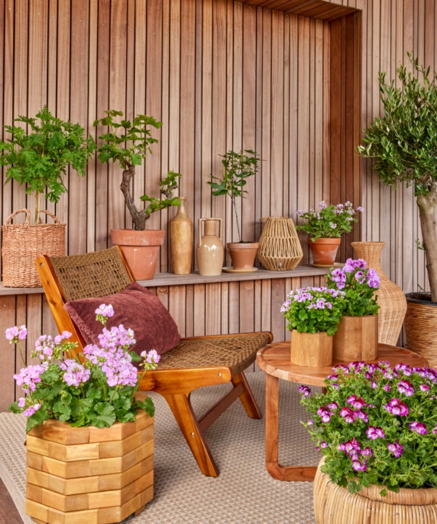 Balcony decor for 2025: Easy-care trends for the summer › My Geranium