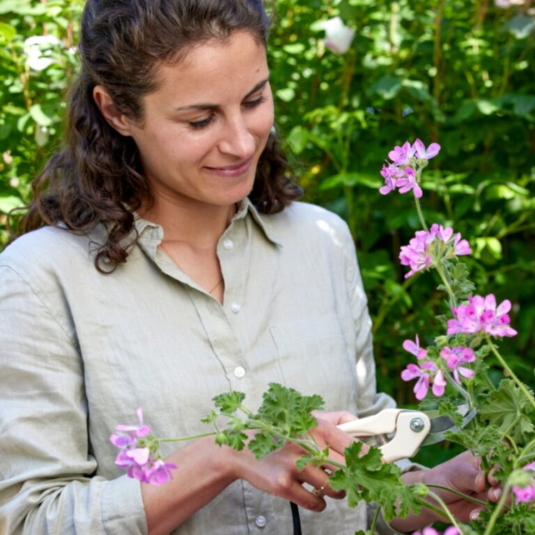 When should you prune geraniums? Doing it at the right time produces ...